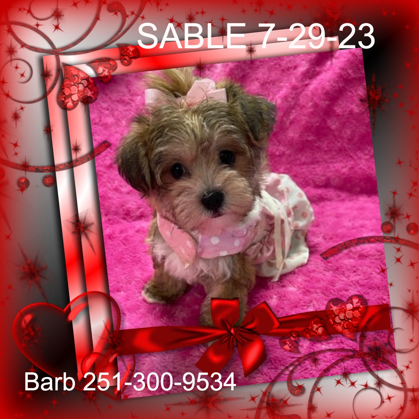 Malteseuluv's Tiny Treasures - Maltese Puppies for Sale | Silverhill, AL