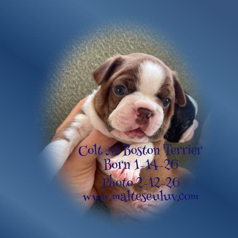 Maltese Puppies for Sale