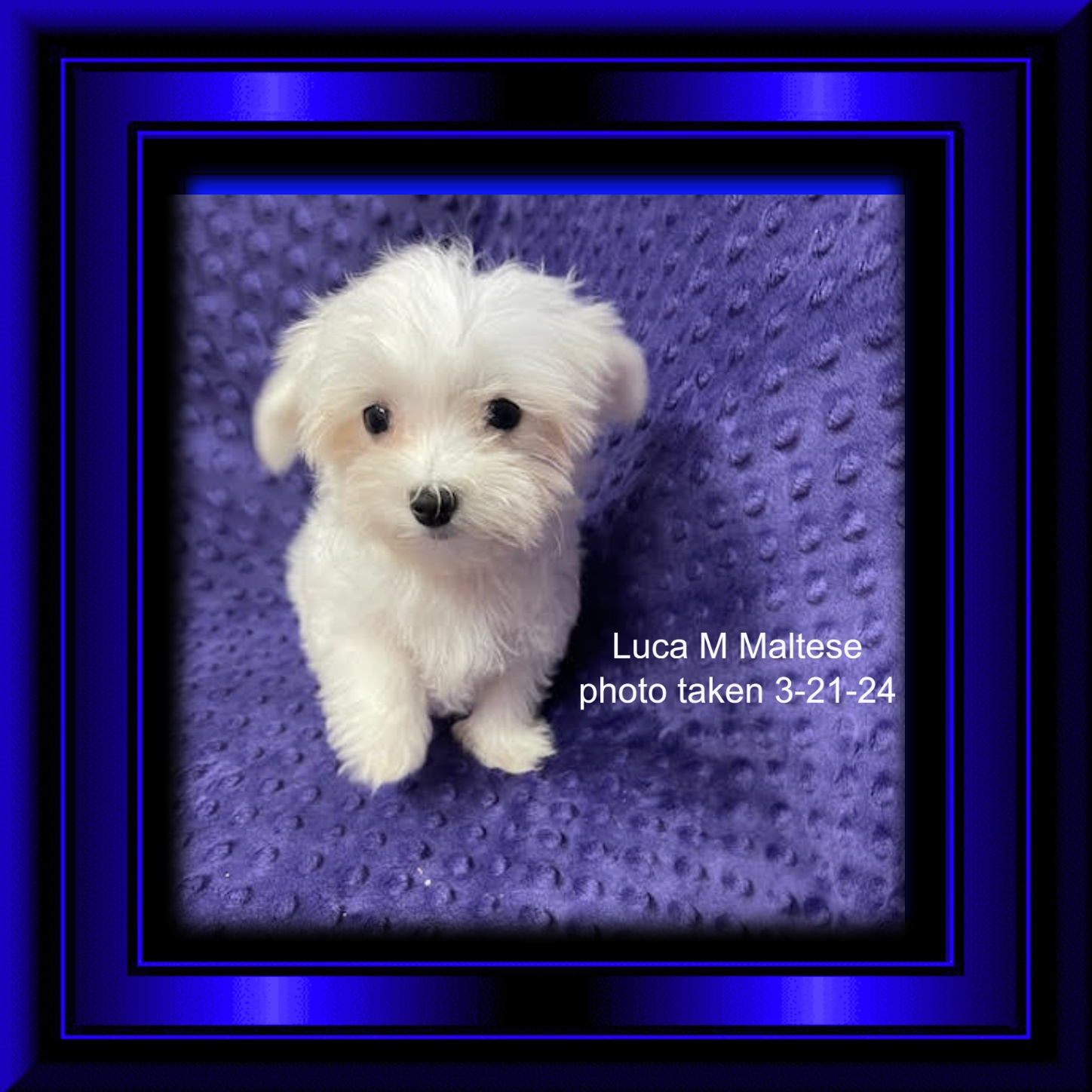 Maltese-Babies-born-January-1--2024