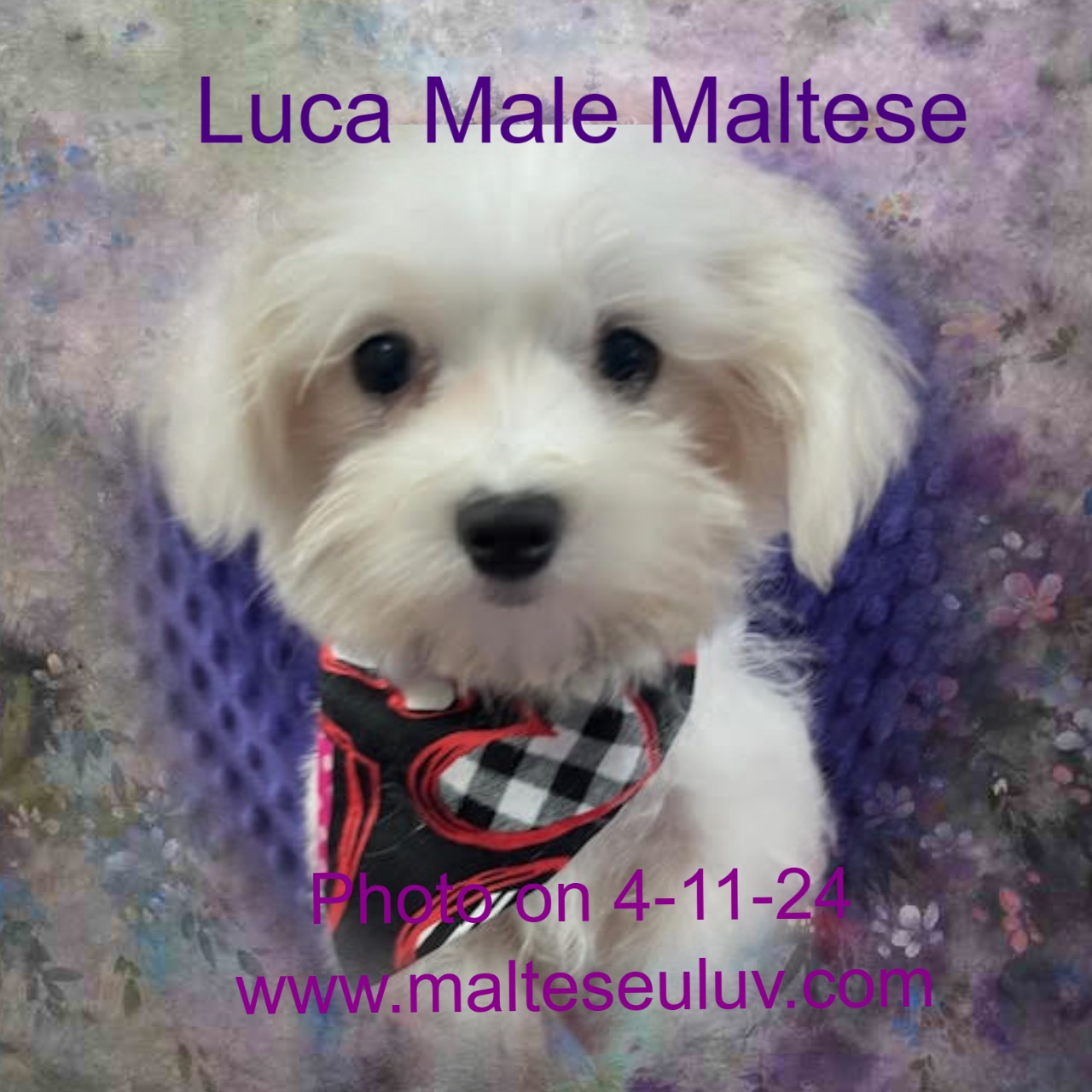 Maltese-Babies-born-January-1--2024
