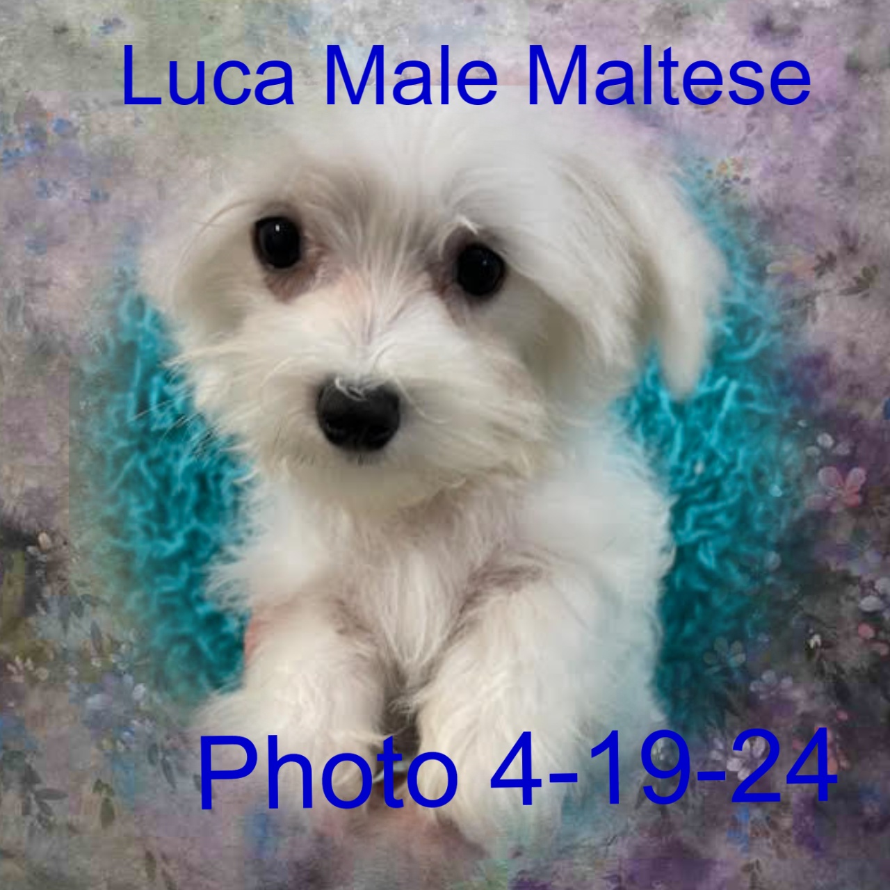 Maltese-Babies-born-January-1--2024