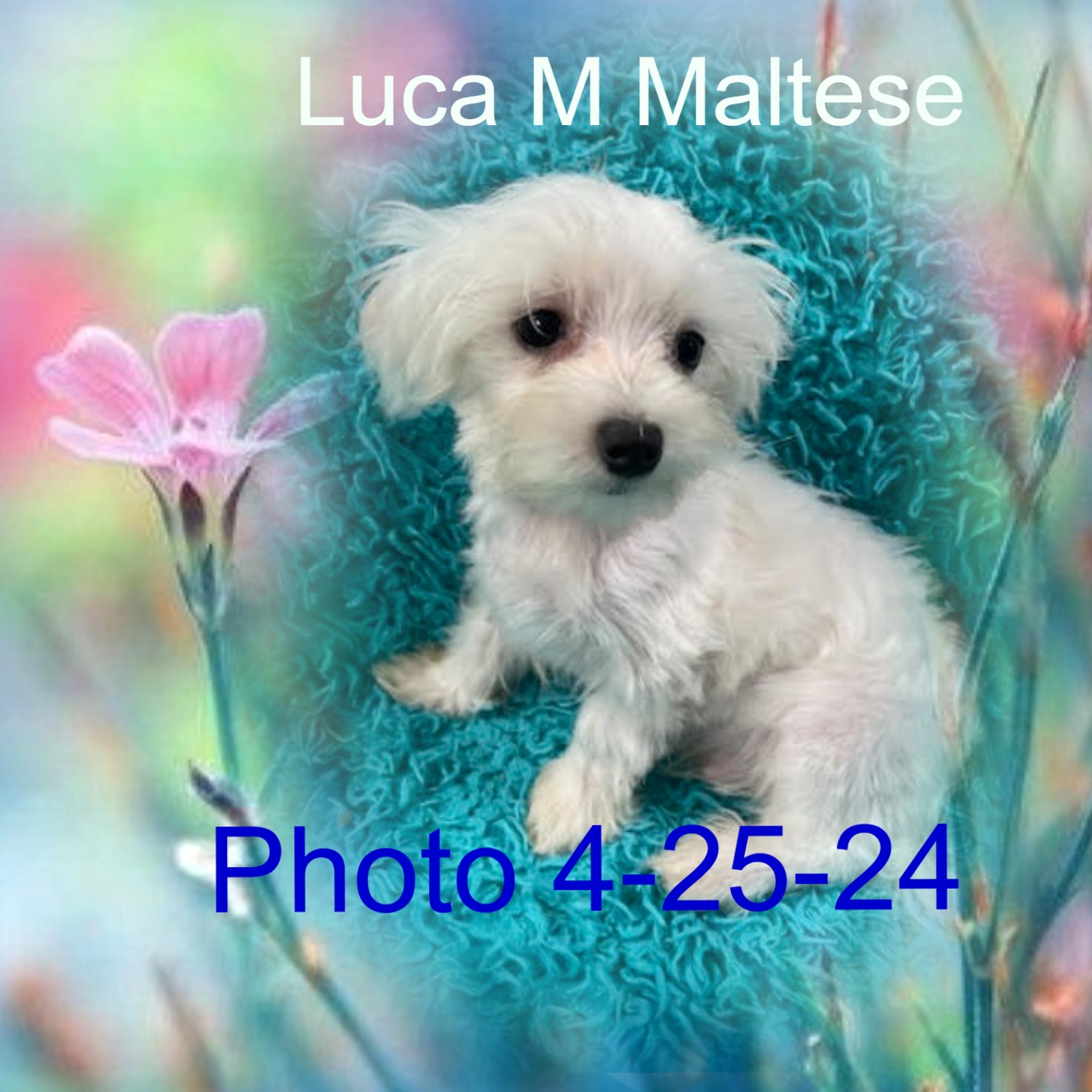 Maltese-Babies-born-January-1--2024