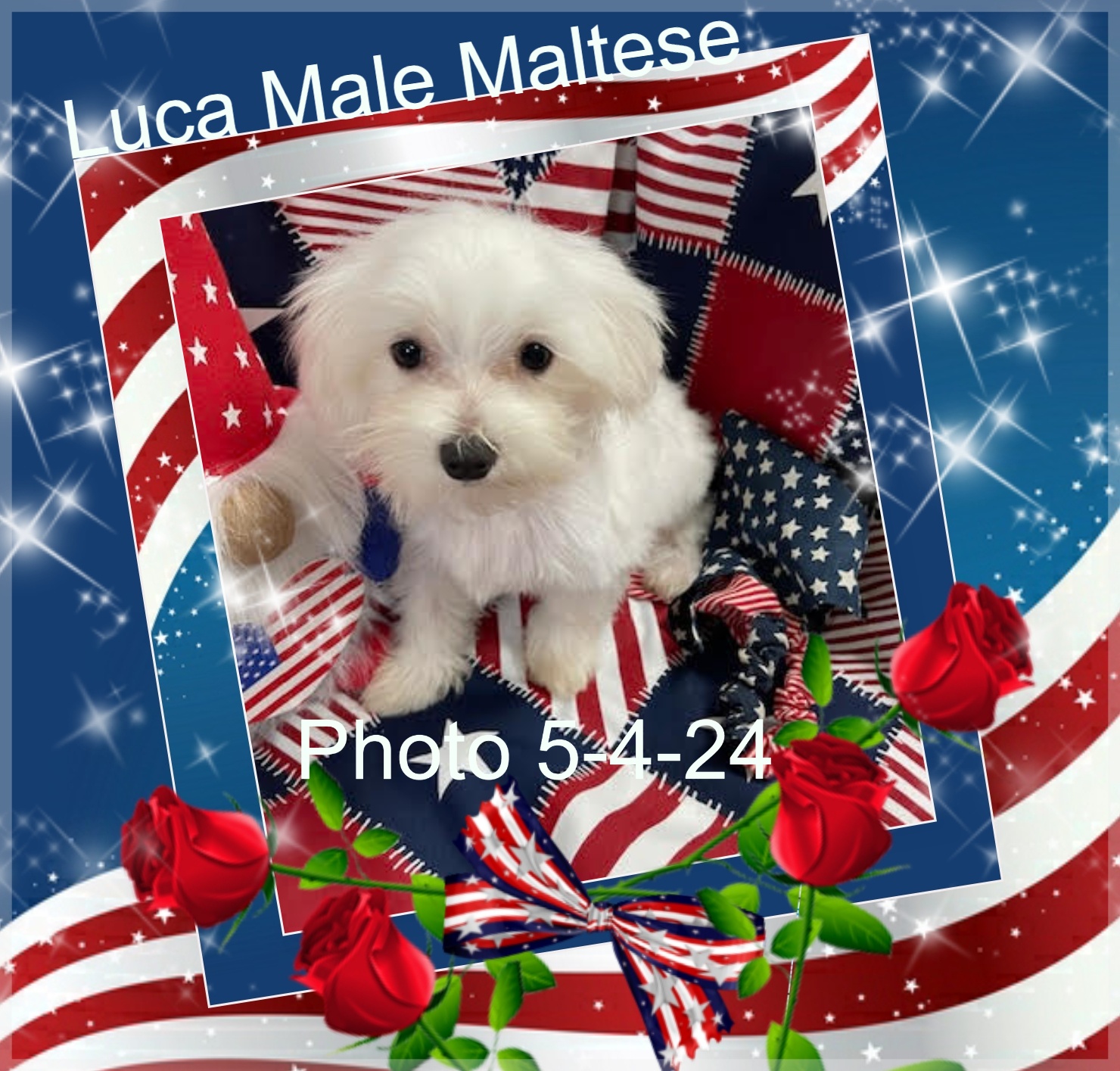 Malteseuluv's Tiny Treasures - Maltese Puppies for Sale | Silverhill, AL