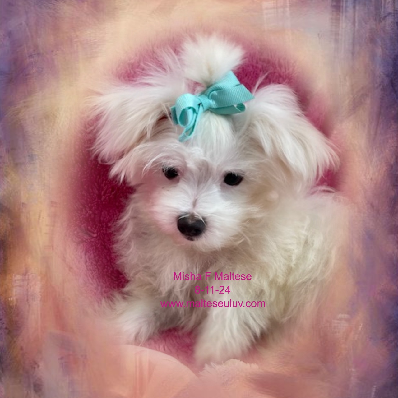 Malteseuluv's Tiny Treasures - Maltese Puppies for Sale | Silverhill, AL