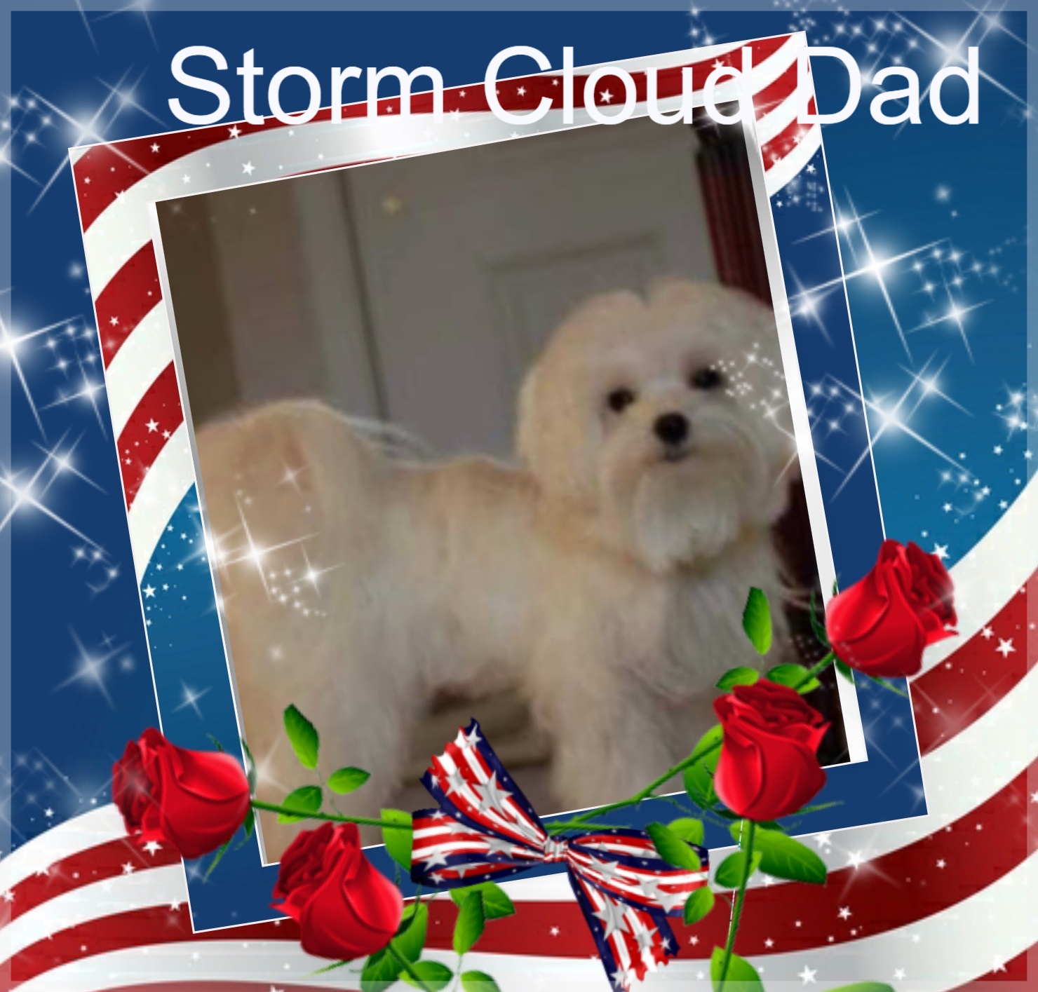 Maltese-Babies-born-January-1--2024